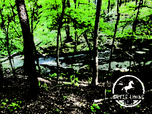 About – Silver Lining Farm