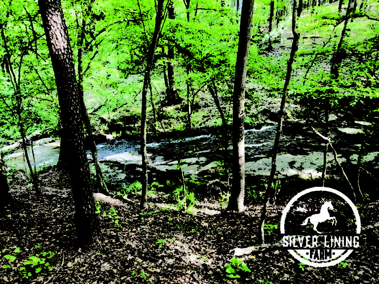 Gallery – Silver Lining Farm