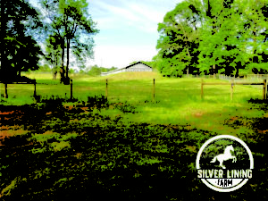 Gallery – Silver Lining Farm